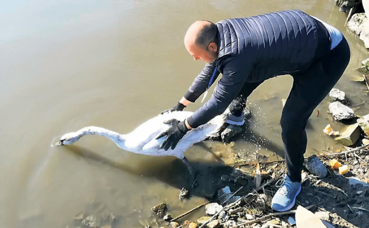 Labud koji je pao u dvorište – na sigurnom